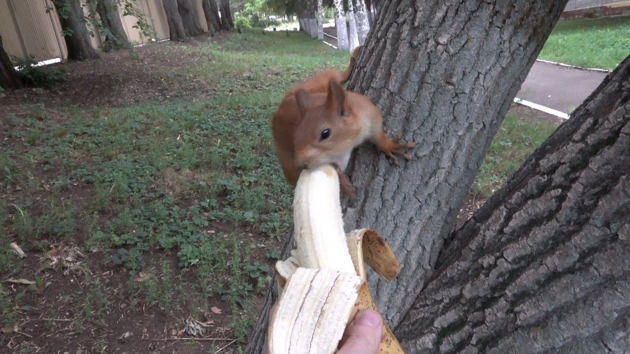 Белочки пробуют банан (23.07.2023)