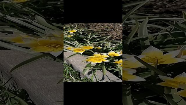 Не уж то весна пришла...