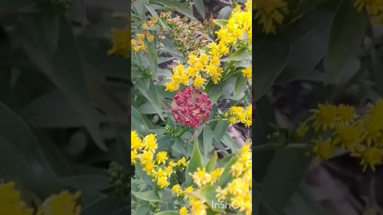 Красота в простоте #Short