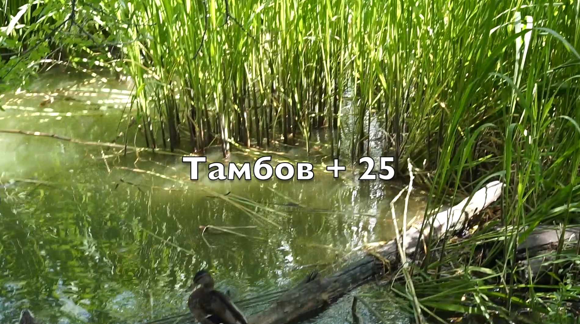 Тамбов + 25