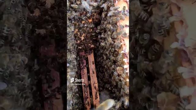 туннель из пчёл #tunnel of bees #рой пчел заходит в новый улей #ловим пчёл #пчелы #рой пчёл #пчёлки