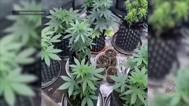 Полицейские выявили мини-плантацию конопли в квартире волгоградца