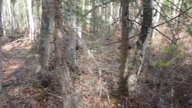 Ориентирование. Мох на деревьях у лесного озера