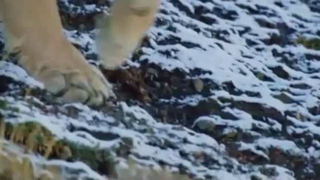 Вот это голос! Вера Аксенова!2024!