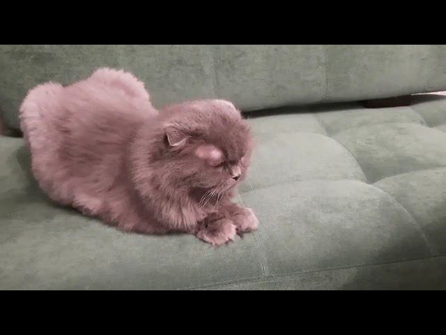 Включаем кота