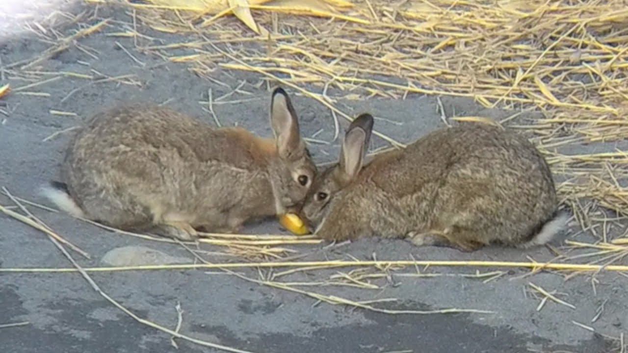 Кролики на острове на реке Терек во Владикавказе