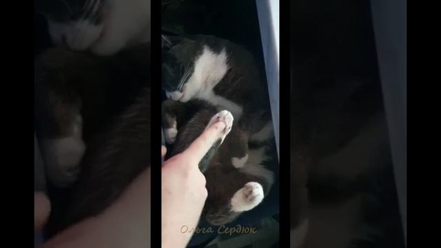 КОТ Ханзо - лапочка