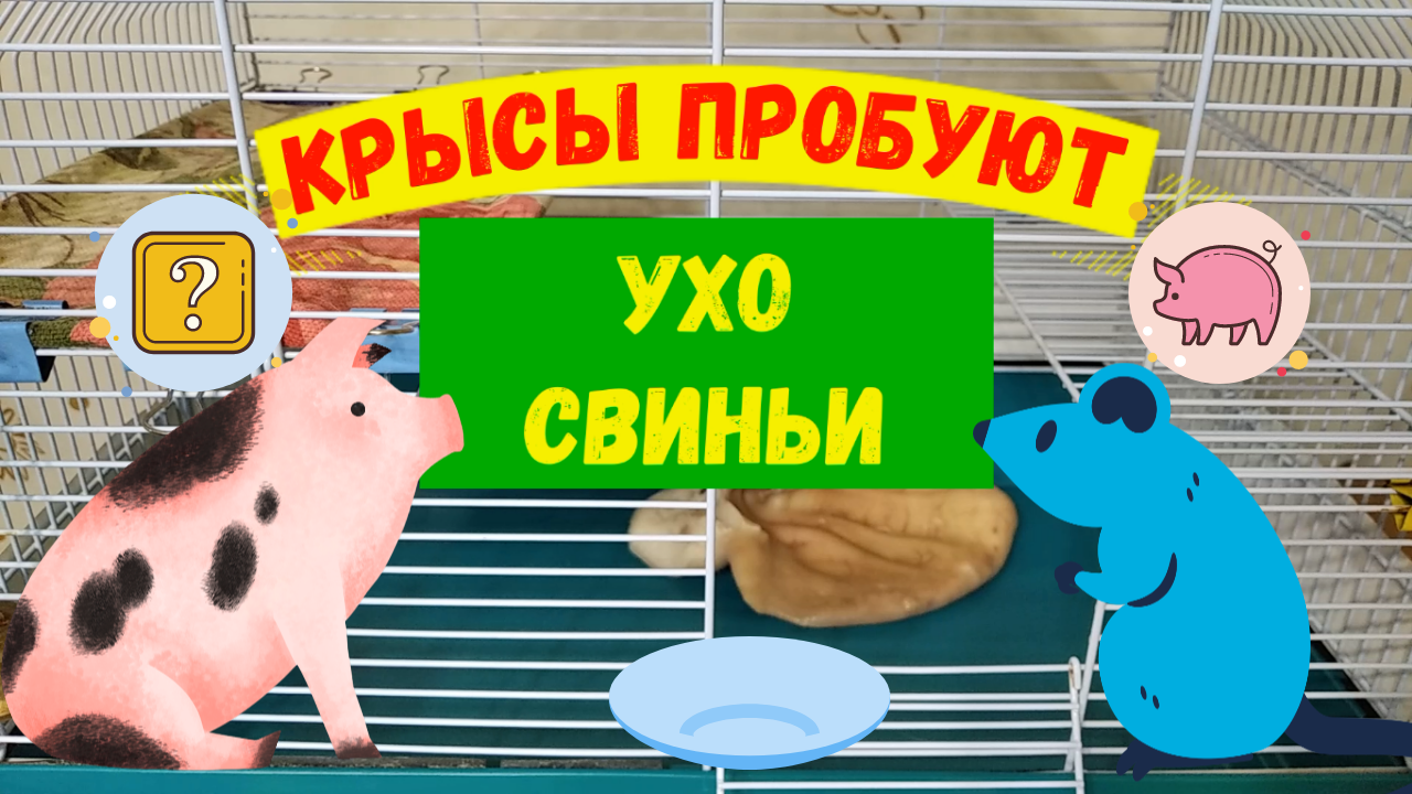 КРЫСЫ ПРОБУЮТ УХО СВИНЬИ