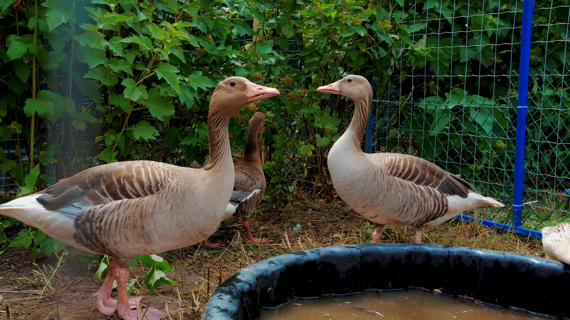 Курская Коренская ярмарка 2021. Выставка животных