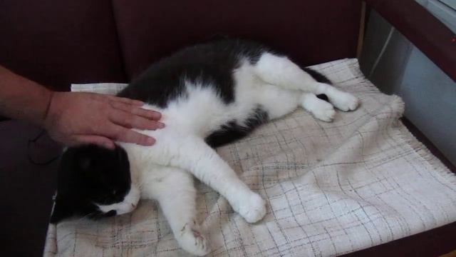 Фелинотерапия, санаторий  Советск