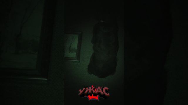 Привидение попало на камеру! 😱 #spaniel #horror #ghost #fear #спаниель #скример #ужасы #мистика