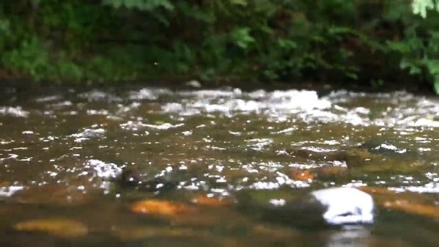 Сатурн в Раке