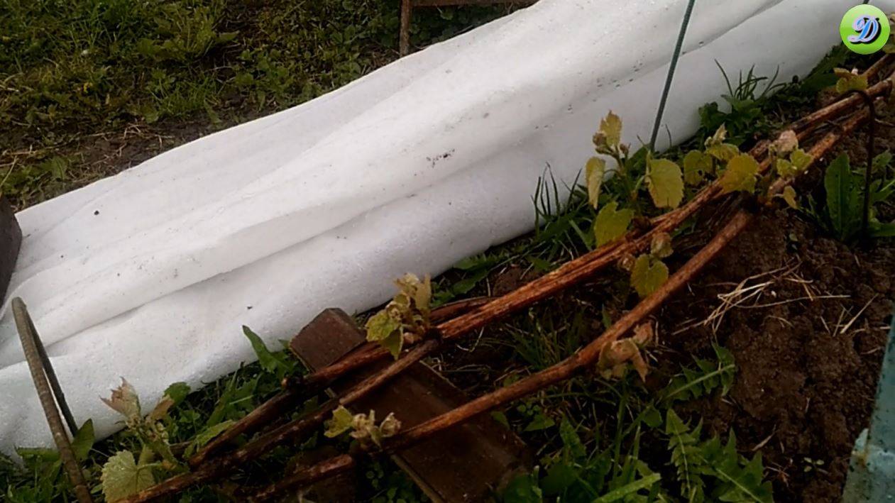 Огород после майских заморозков