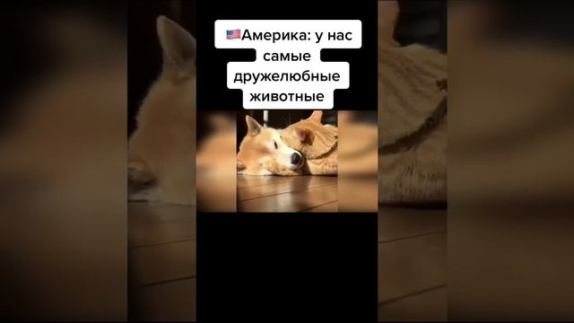 Самые дружелюбные животные