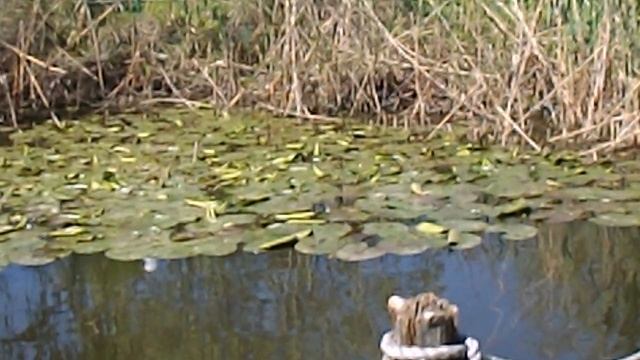 DSCN3847.AVIКраснодар паркСафари парк Галицкого 2021