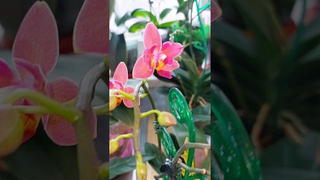 #орхидеи ?Tying Shin Smart/Тай ши смарт #бабочка ? #цветение ? #фаленопсис #растения #цветы