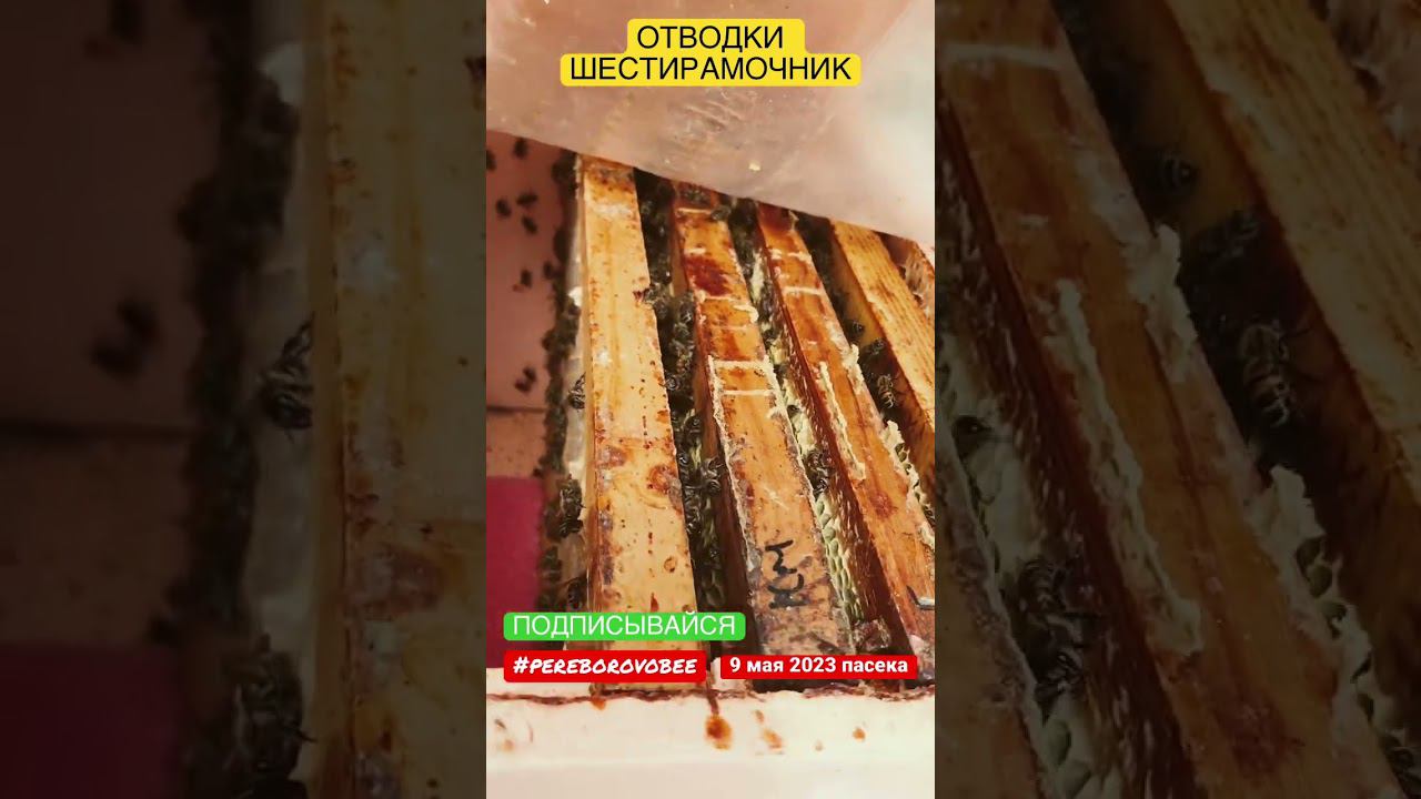 Отводки! ПАСЕКА!| #ШЕСТИРАМОЧНИК #pereborovobee #пчеловодство #nature