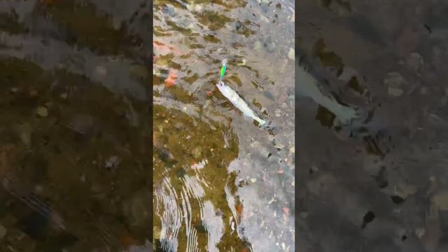 Ловля судака на воблер-суспендер 80 мм (11 гр) от Mr. Musurok