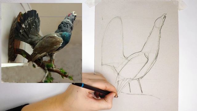 Зарисовка чучела глухаря.mp4