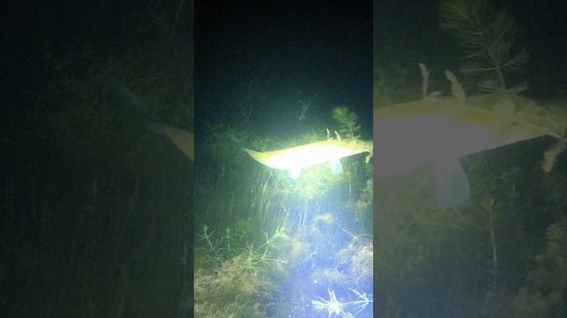 Щука охотится.