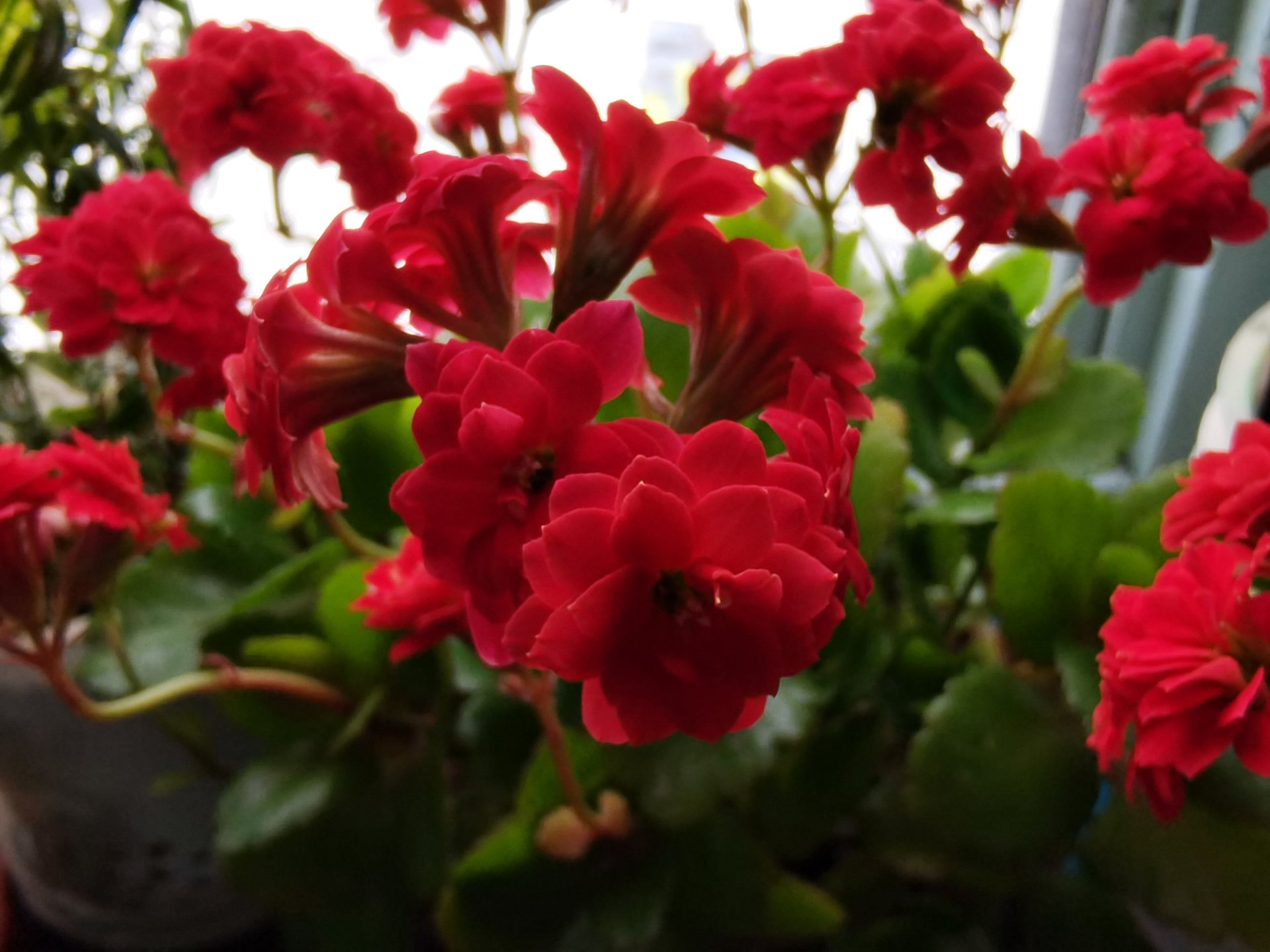 Кусамоно из Каланхоэ.