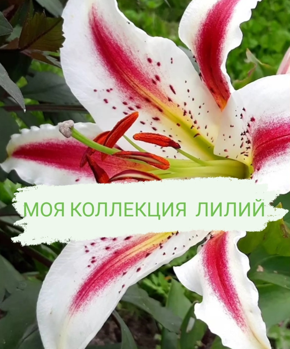 МОЯ КОЛЛЕКЦИЯ ЛИЛИЙ ?