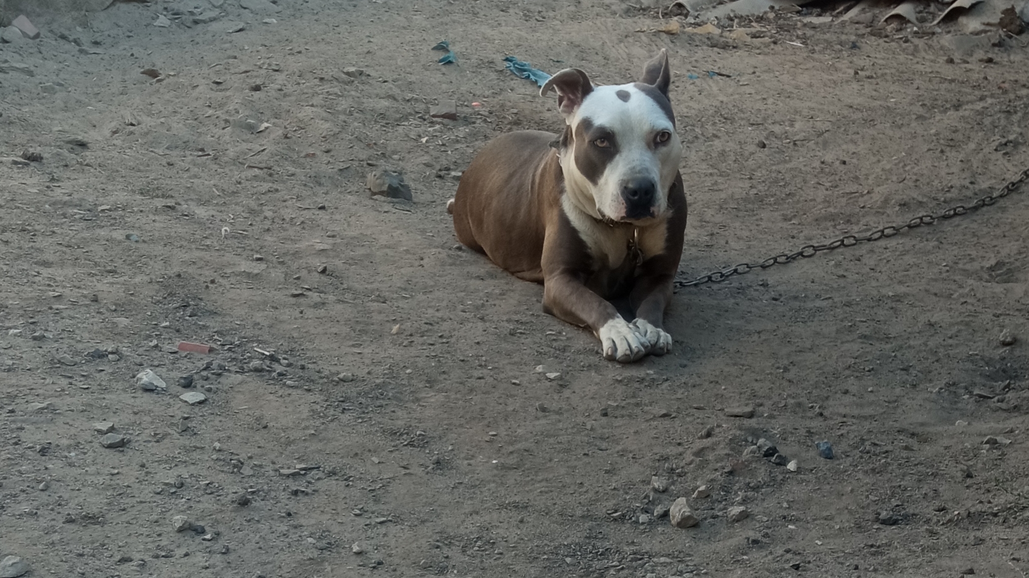 стафф просит отпустить гулять