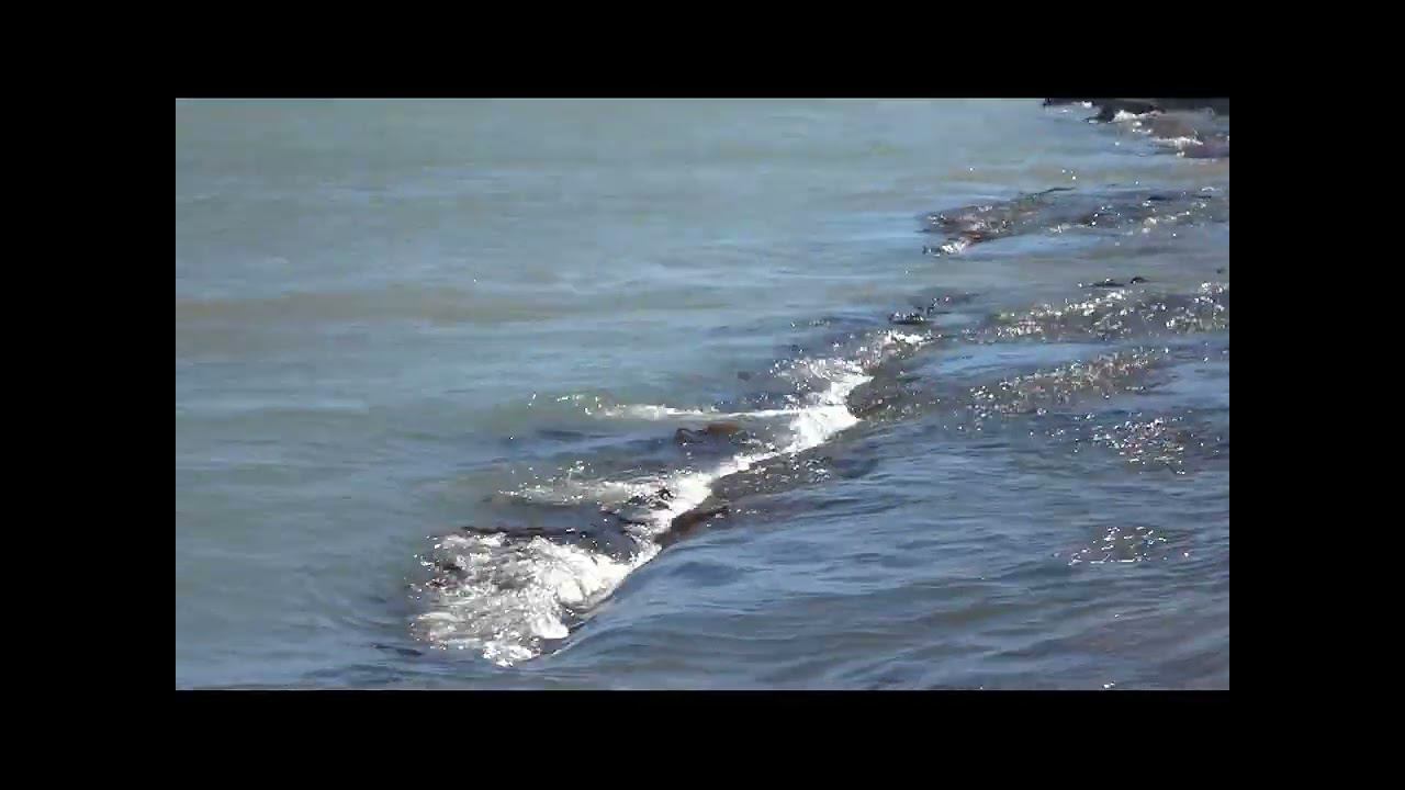 Сахалин  Нерпы