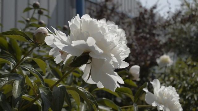 ЦВЕТЫ отличные соседи в моем саду ПОКАЗЫВАЮ