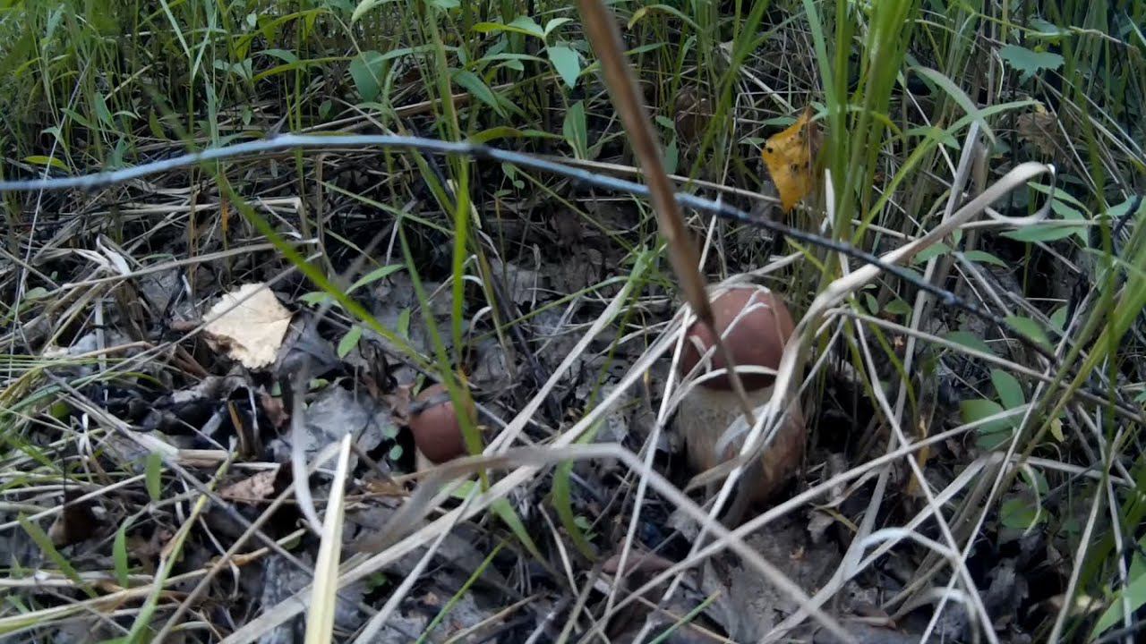 Тихая охота. Подосиновики 2016 год