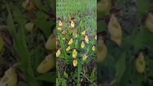 Сибэккилэр түһүүллэр.Гаврил Николаев