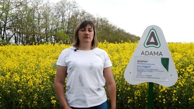 Как уберечь пчёл от вредного воздействия пестицидов?