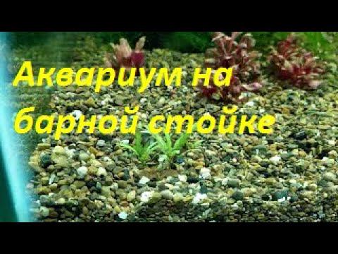 Запуск нового аквариума на барной стойке. (Архив от 23.10.2021)