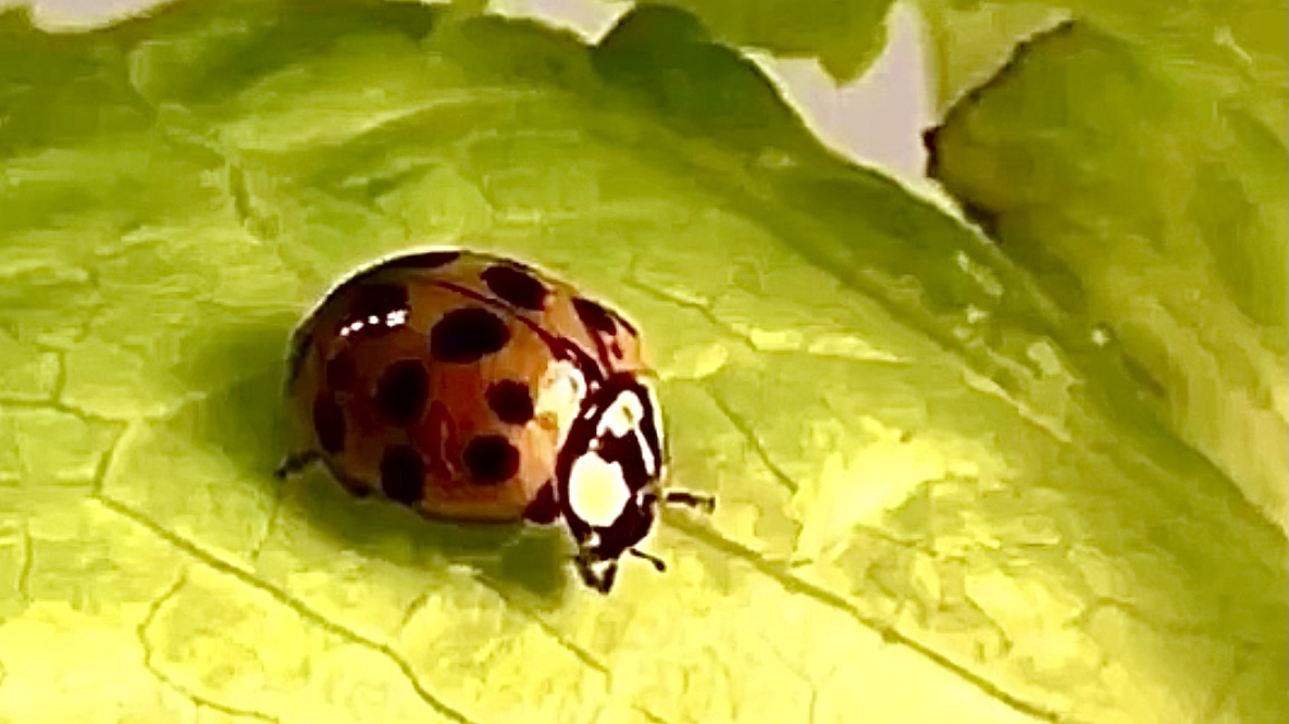Домашняя Божья Коровка - Представление начинается!