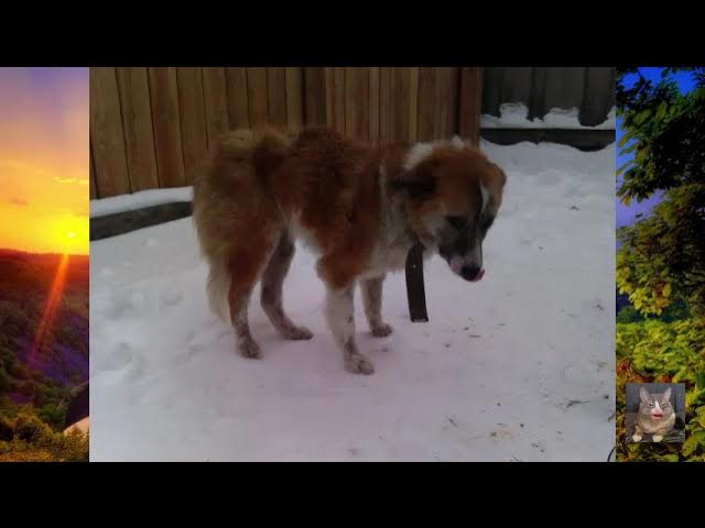 У нее вся кожа была поражена клещом