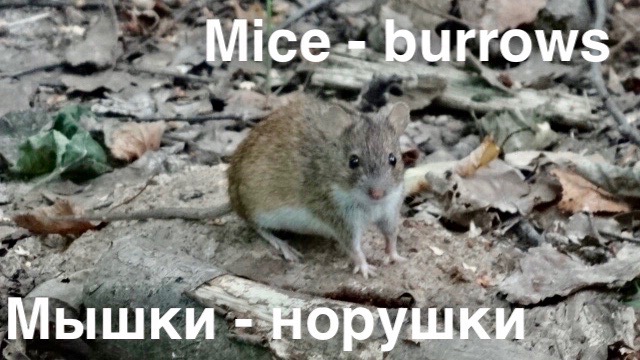 Mice-burrows_shorts_DcDenD