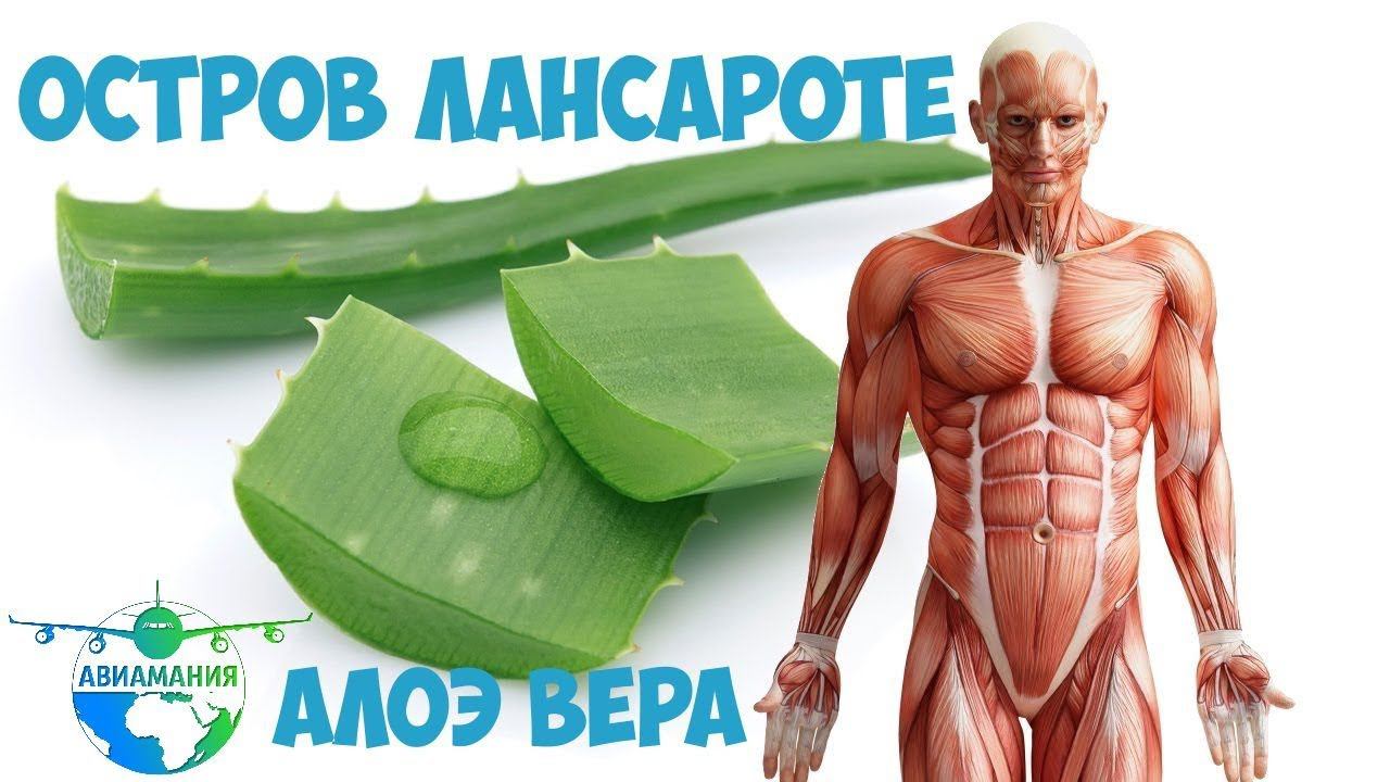 Алоэ Вера Музей на Лансароте видео (Aloe Vera Museum Lanzarote) Канарские острова (Islas Canarias)