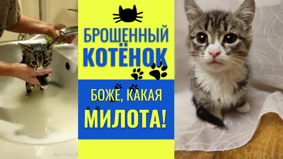? Брошенный котенок. Смотрите, какой он забавный!