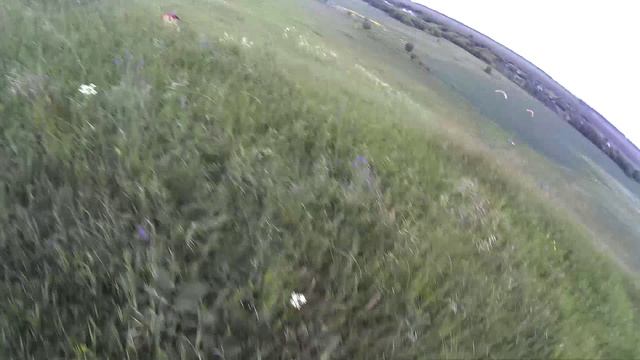 Параплан. Угодила прямо в муравейник. Журавлинка 03.06.2018 г.