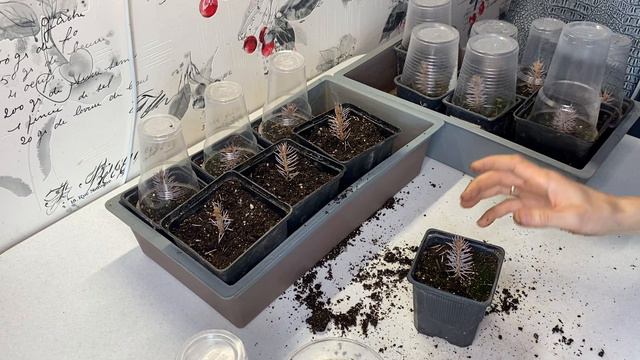 Черенкование голубой ели. Обзор через 3 месяца янв 2024