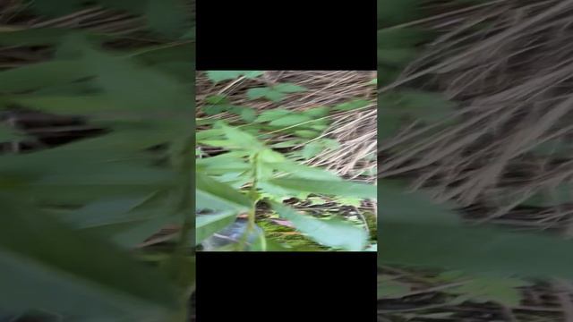 Ну все утренняя рыбалка окончена