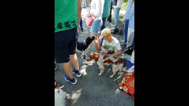 09.08.20 3я Окружная выставка охотничьих собак Гордость Юга Ростов на Дону Дорошенко А.К. Бретоны.