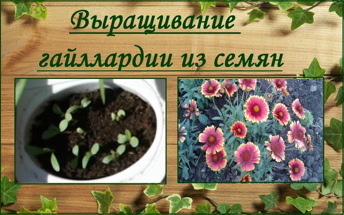 Выращивание гайллардии из семян от посева до цветения