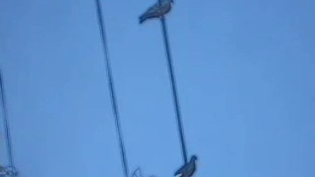 Стабилизация. Голуби на проводах 58742154