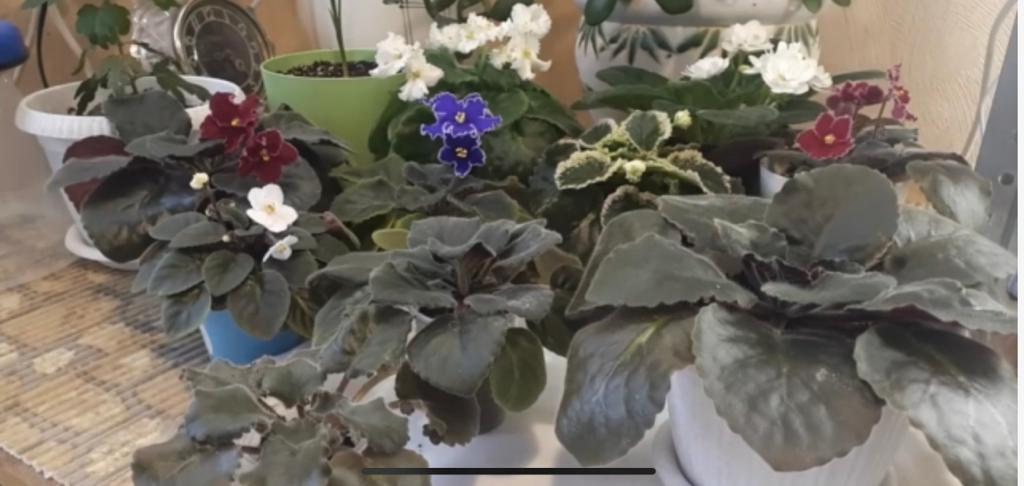 Весна - Пора пересаживать Фиалки! 5 способов!