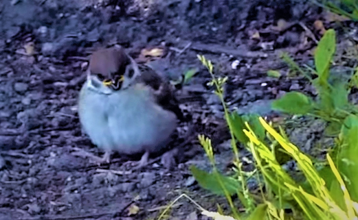 Воробей, толстый как бильярдный шар!
