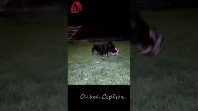 Марта и мяч