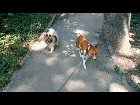 Приставуха  и Дразнилкин  Джоли & Лео