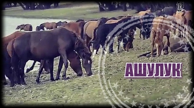 КОНИ НА ВОДОЕМЕ