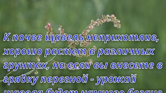 ЩАВЕЛЬ в открытом грунте: посадка и уход